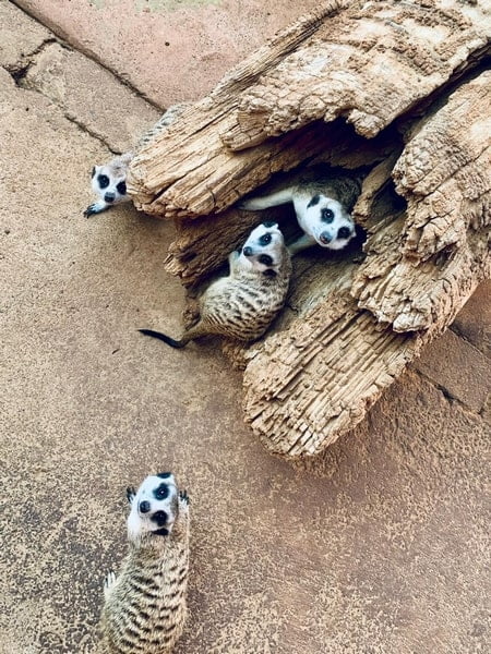 Mystic Monkeys and Feathers Wildlife Park - Waterberg Online