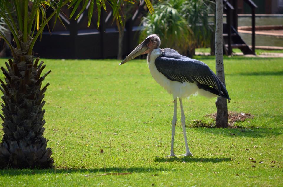 Mystic Monkeys and Feathers Wildlife Park - Waterberg Online