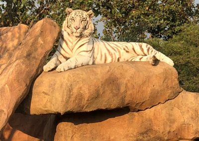 Mystic Monkeys and Feathers Wildlife Park - Waterberg Online