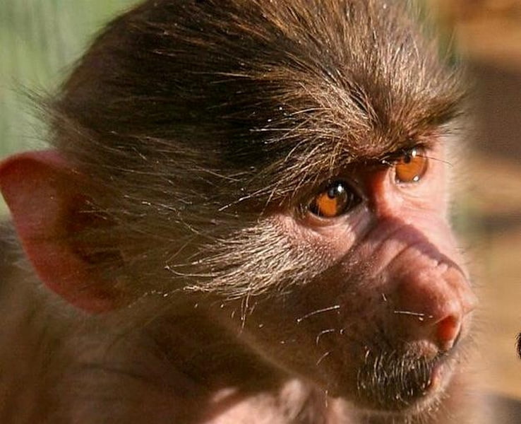 Mystic Monkeys and Feathers Wildlife Park - Waterberg Online
